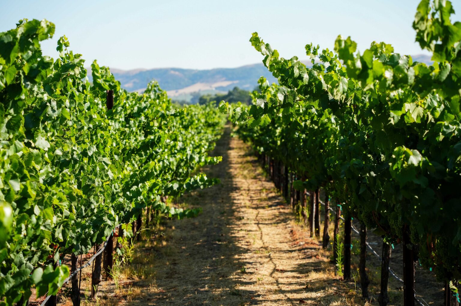 Muscardini Cellars - Bottled with love, for the joy of living.